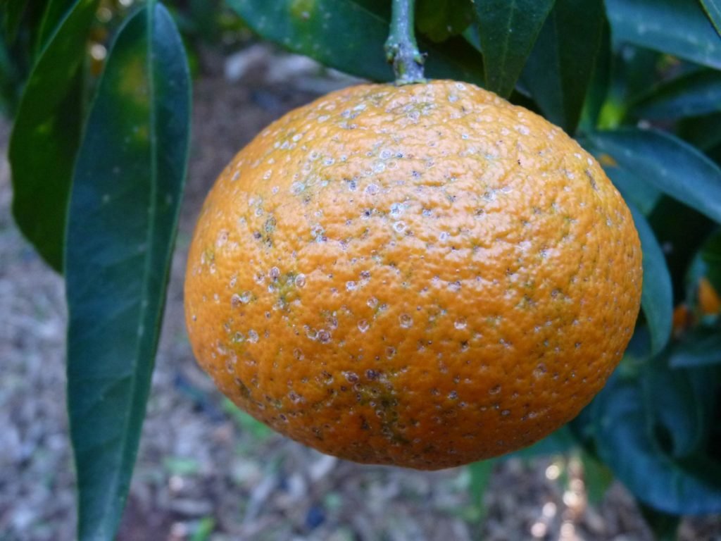Claves del control del Piojo rojo de California - FuturCrop