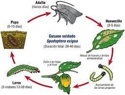 Control definitivo del gusano soldado, Spodoptera exigua - FuturCrop
